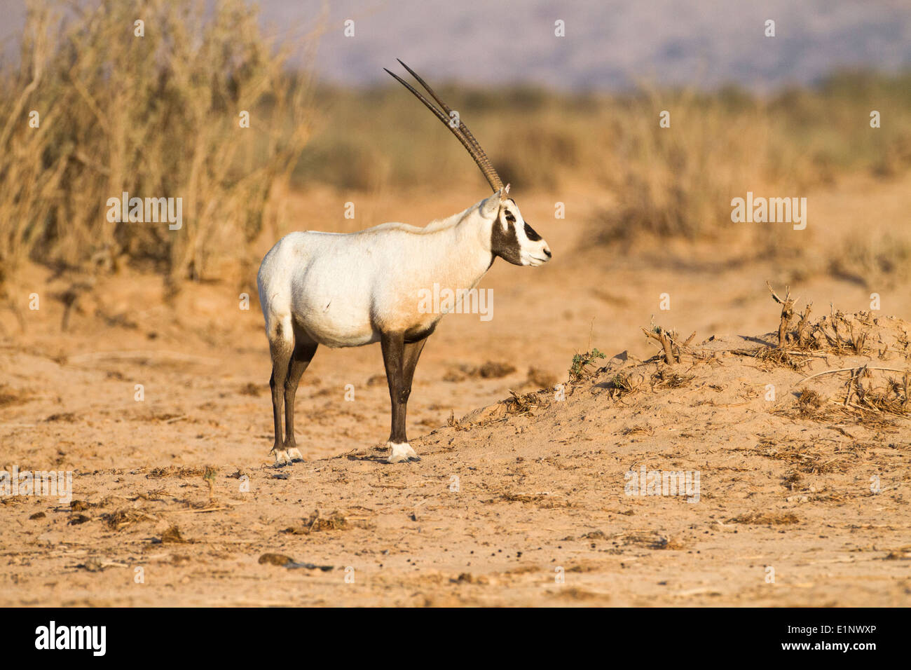 Arabian Oryx (Oryx leucoryx Stock Photo - Alamy
