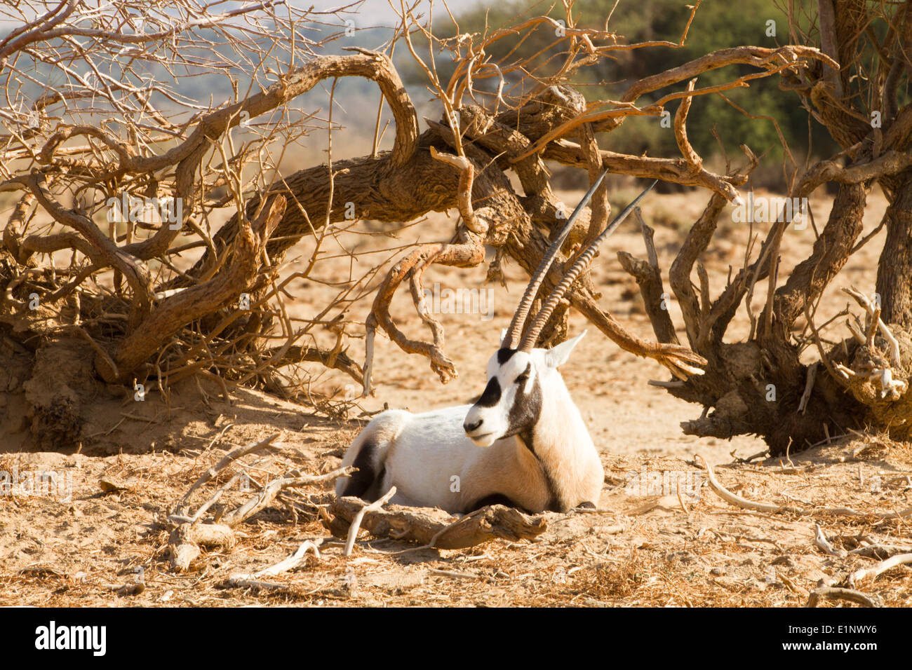 Arabian Oryx (Oryx leucoryx Stock Photo - Alamy