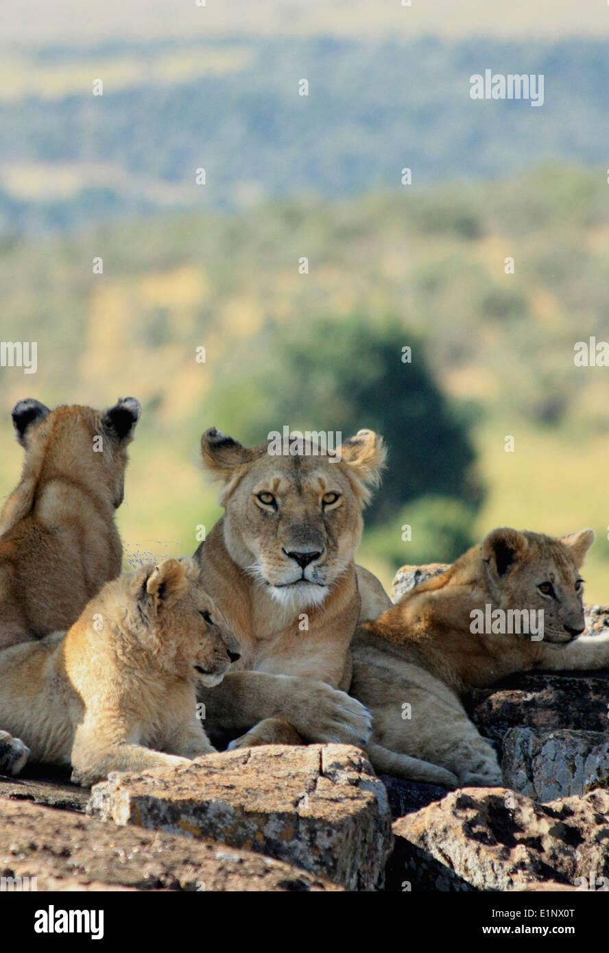 A pride of lions on rock Africa wild life Stock Photo - Alamy