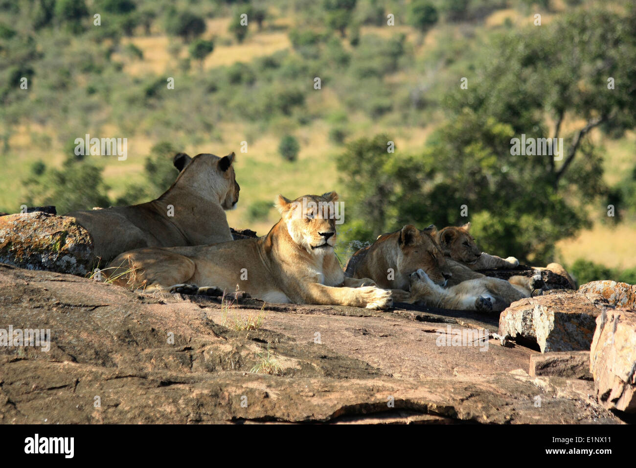Wild life observation hi-res stock photography and images - Alamy