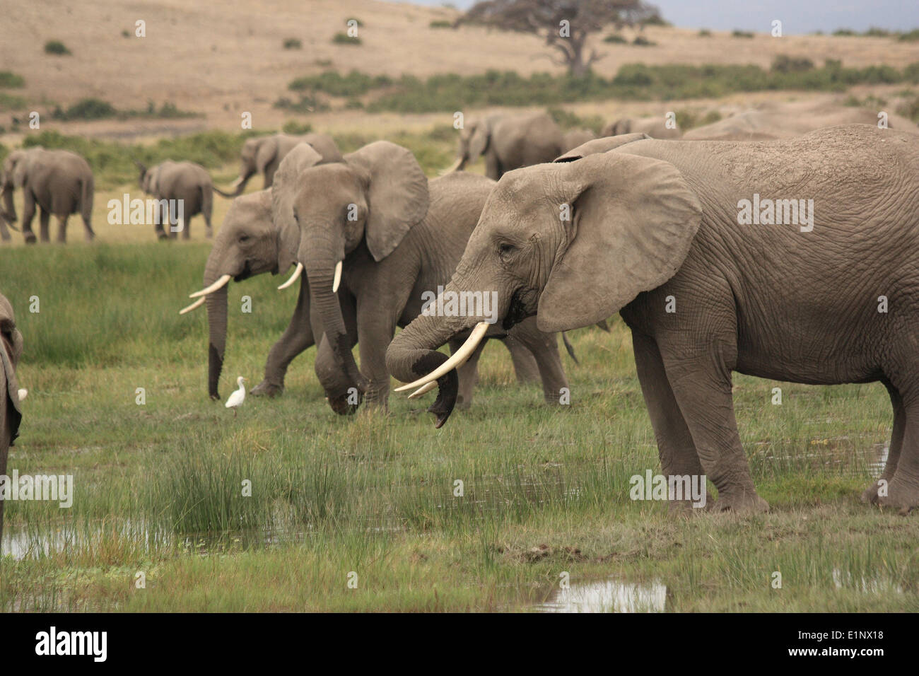 Group of elephants drinking Stock Photo - Alamy