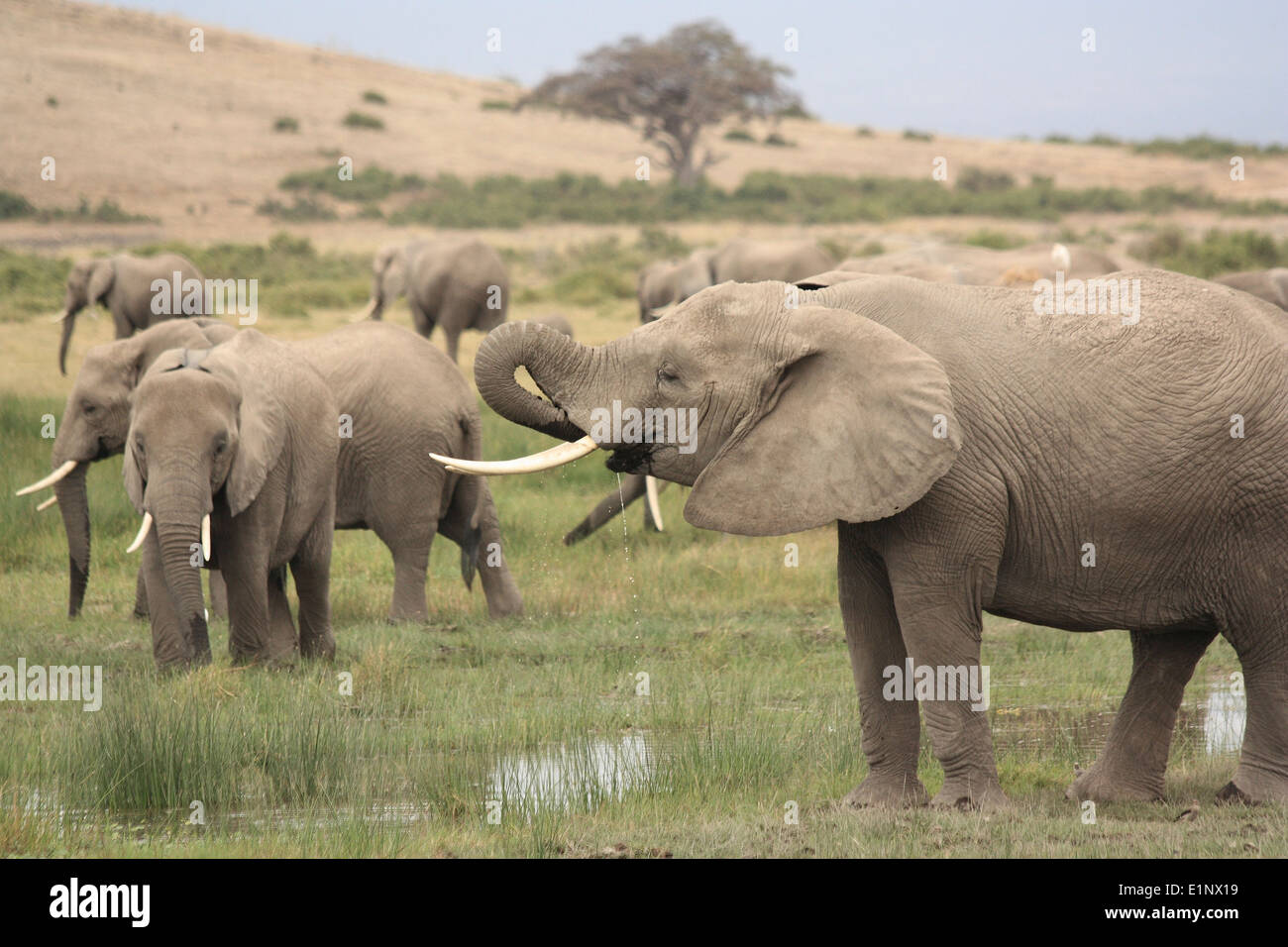 Elephants majestic presence hi-res stock photography and images - Alamy