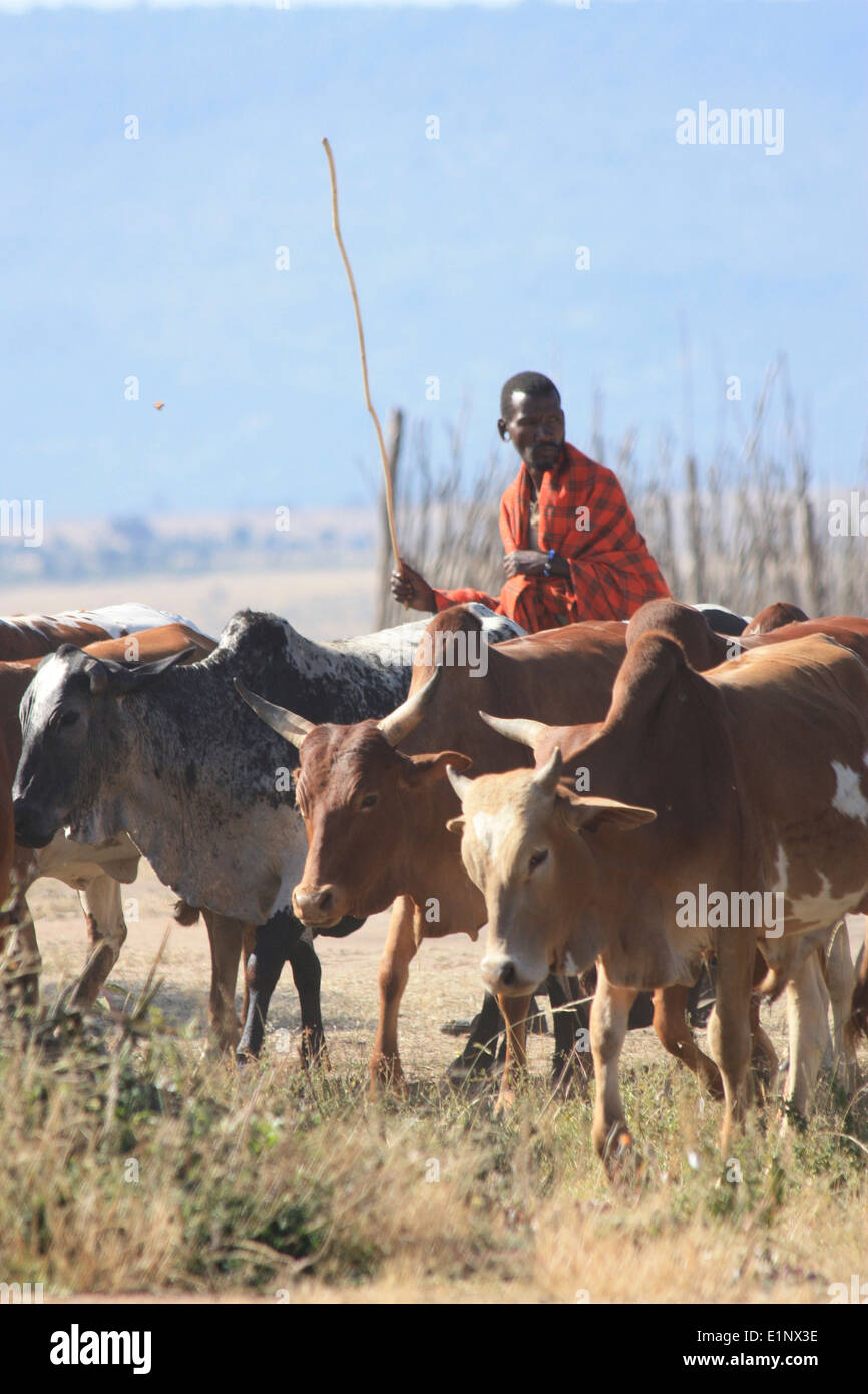 Masai cattle with herder in Africa Stock Photo - Alamy