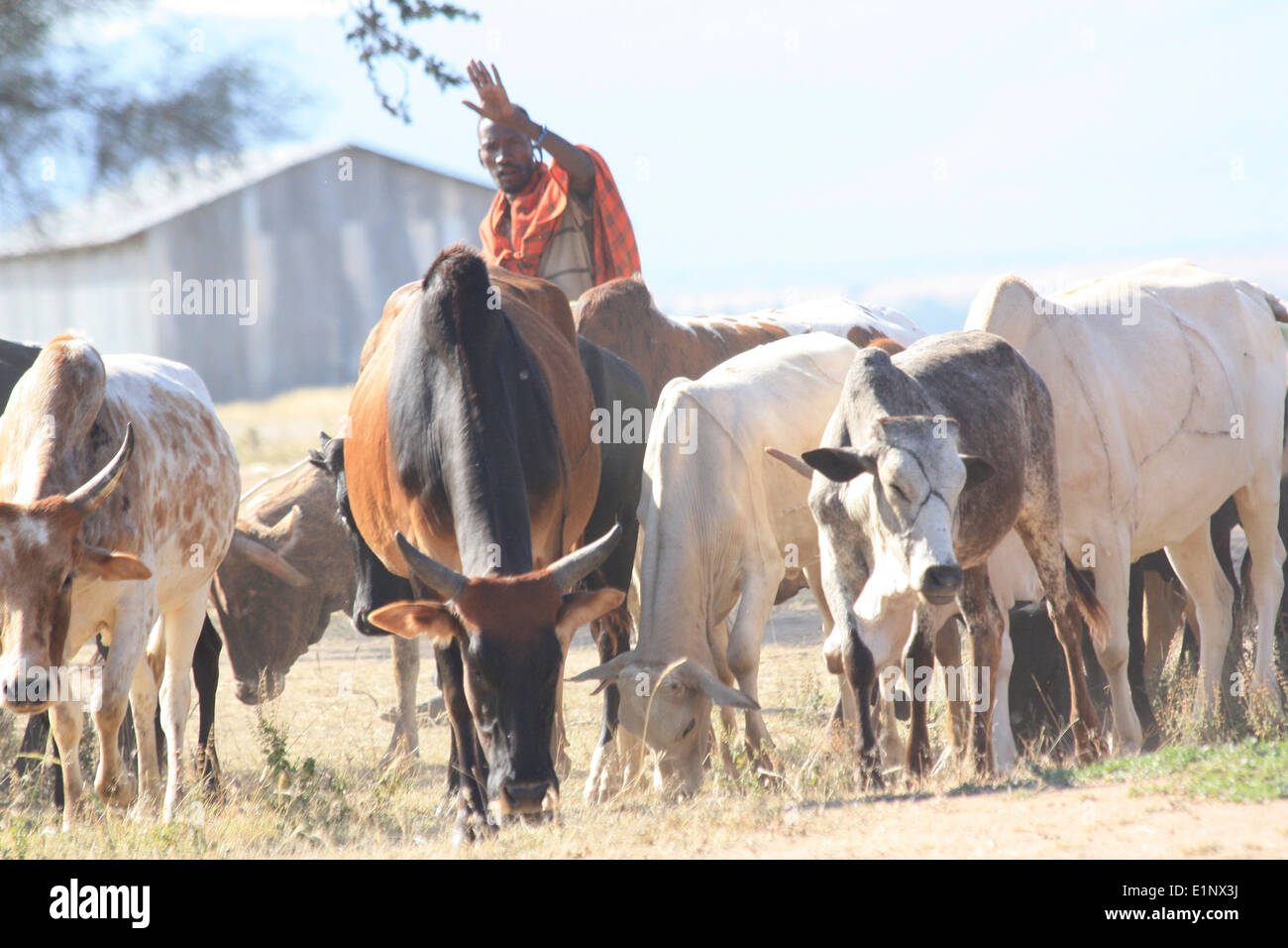 Masai cattle with herder in Africa Stock Photo - Alamy