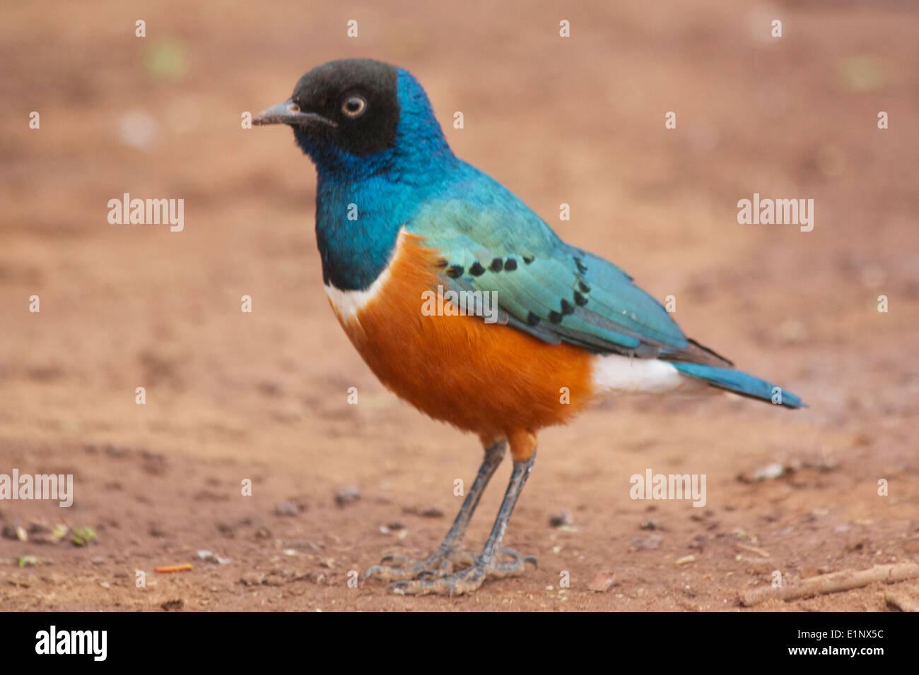 Starling bird portrait photo Stock Photo - Alamy