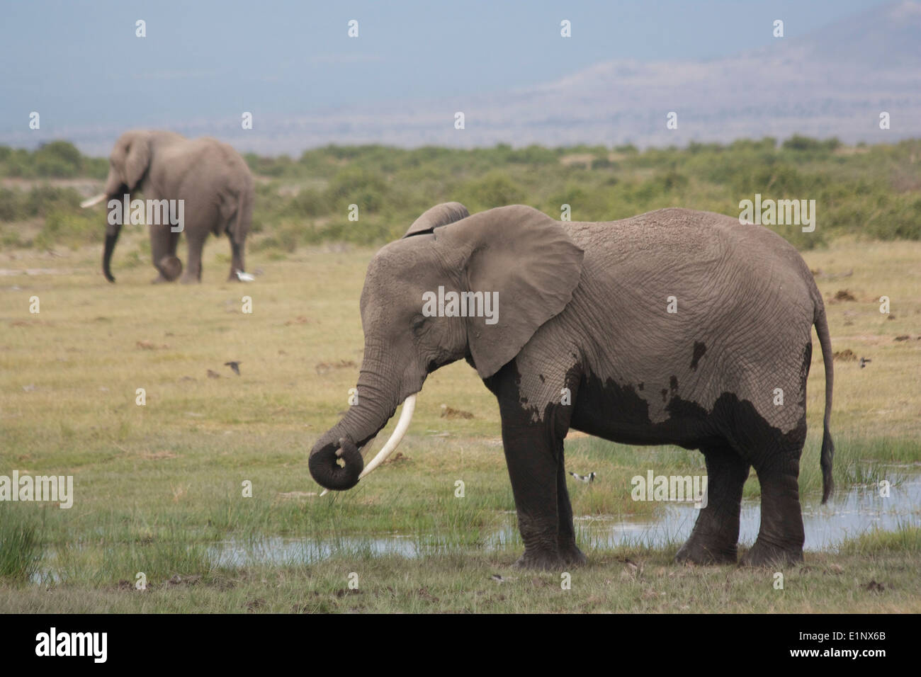 Elephant calves amboseli hi-res stock photography and images - Alamy