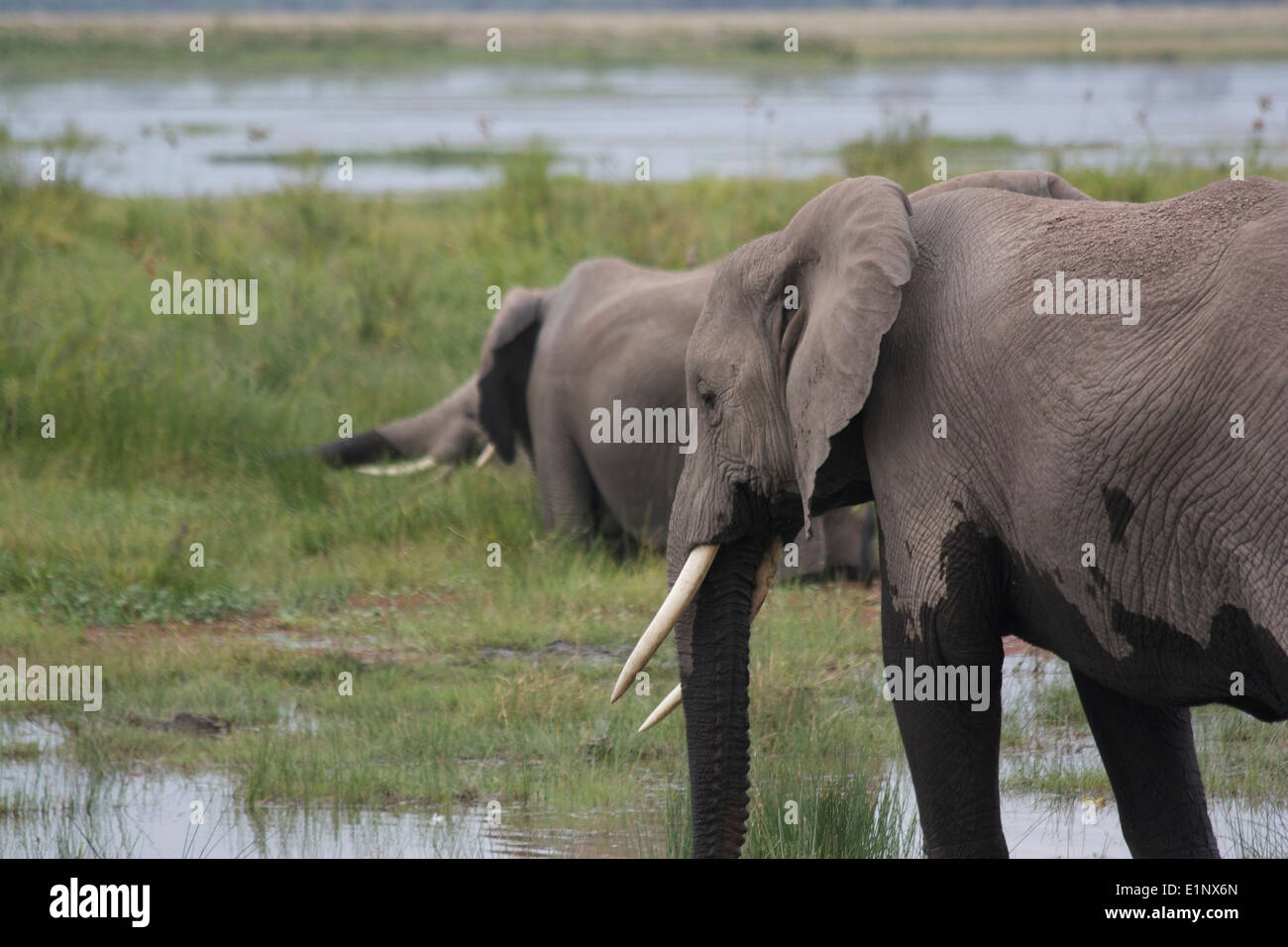 Group of elephants drinking Stock Photo - Alamy