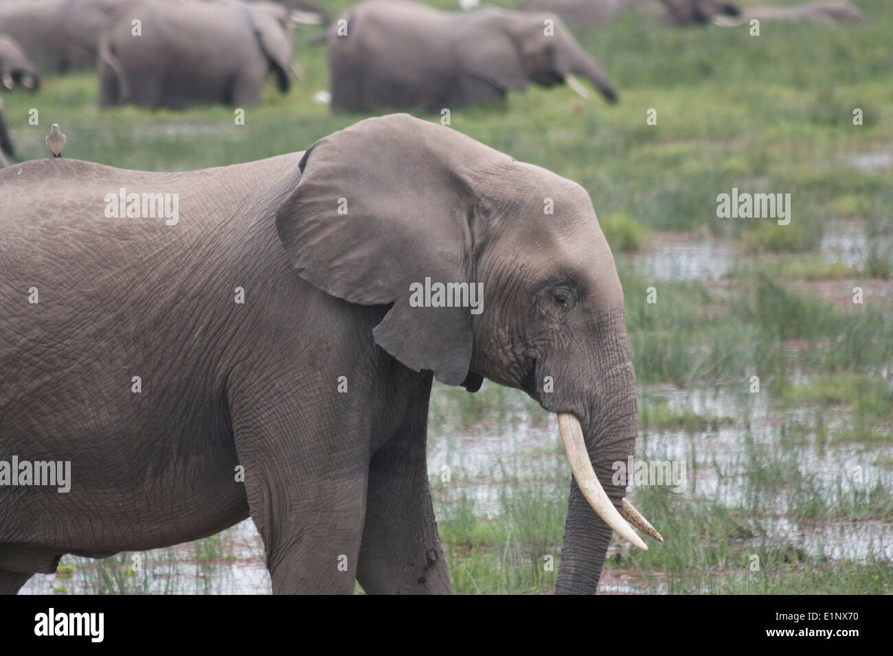 Elephant head profile Stock Photo - Alamy