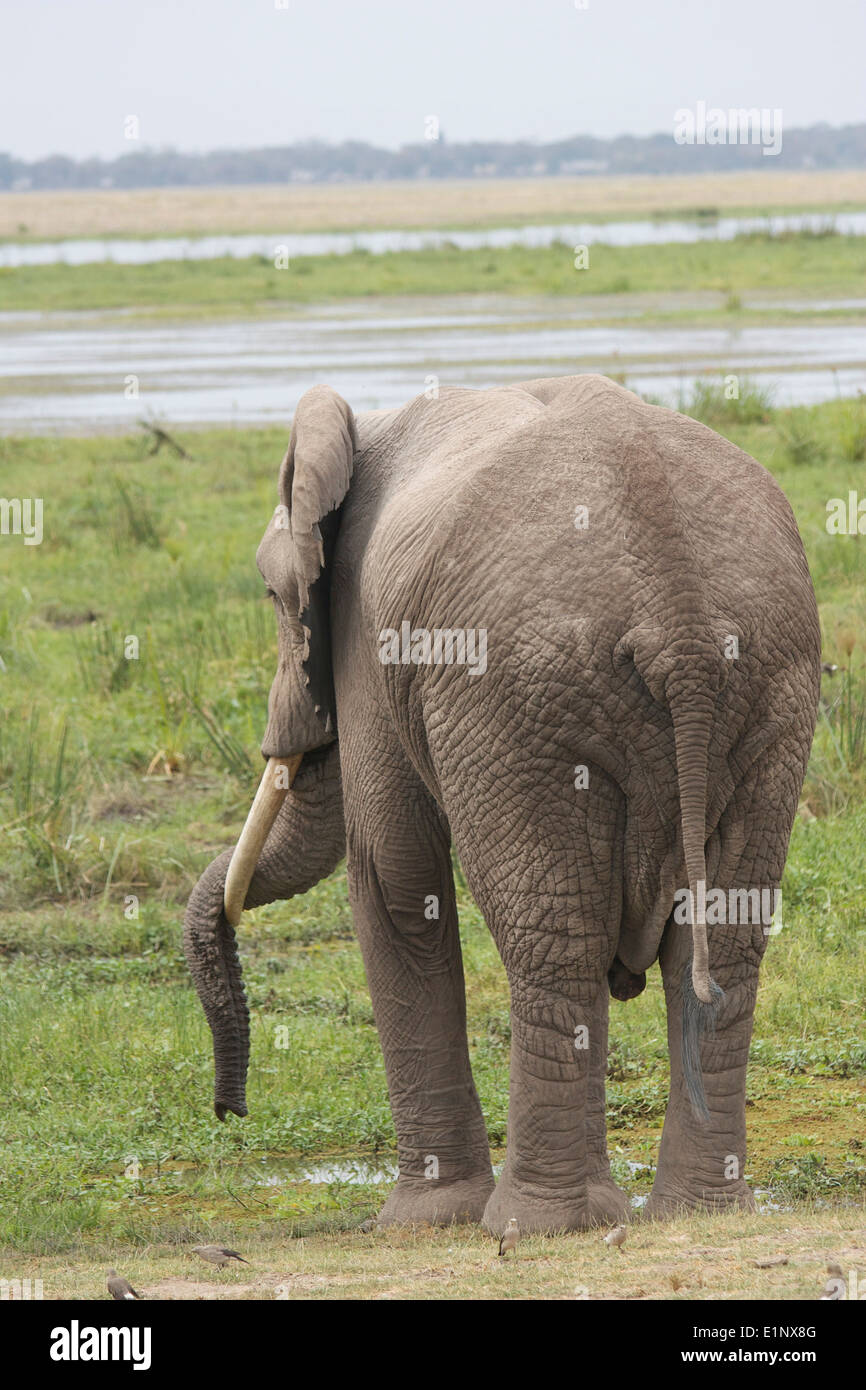 Elephant calves hide hi-res stock photography and images - Alamy