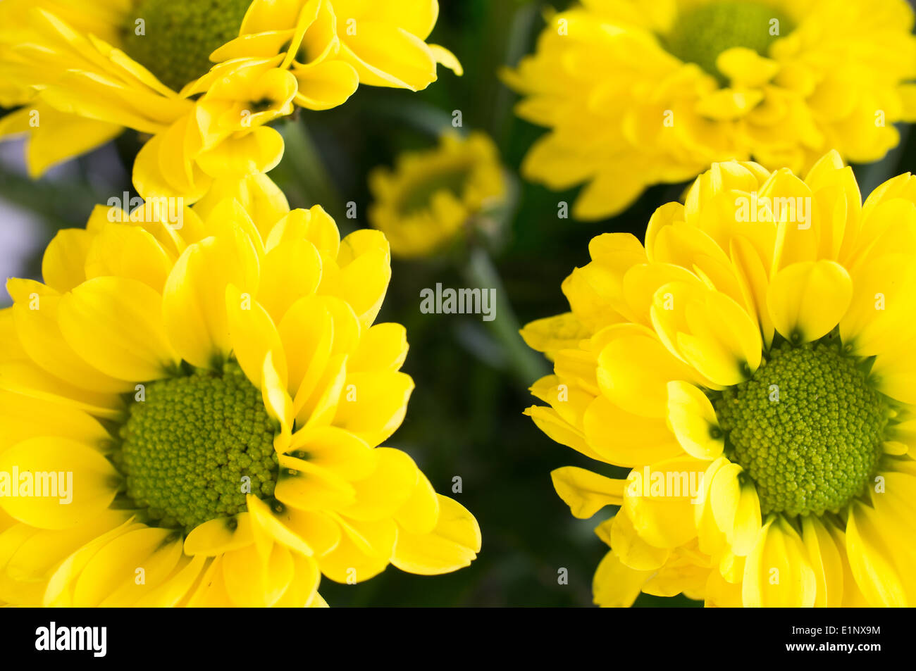 Beautiful spring flowers for postcard, greetings or background Stock ...