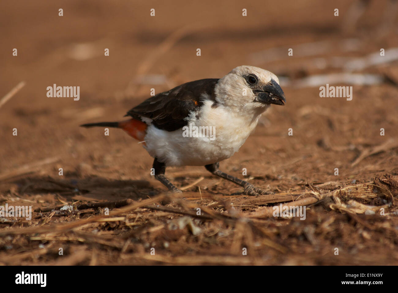 Bird on the ground feeding Stock Photo - Alamy