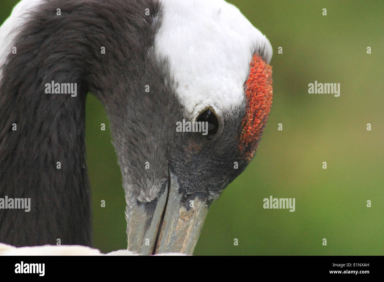 Crane bird High Resolution Stock Photography and Images - Alamy
