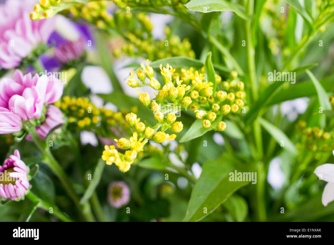 Beautiful spring flowers for postcard, greetings or background Stock ...