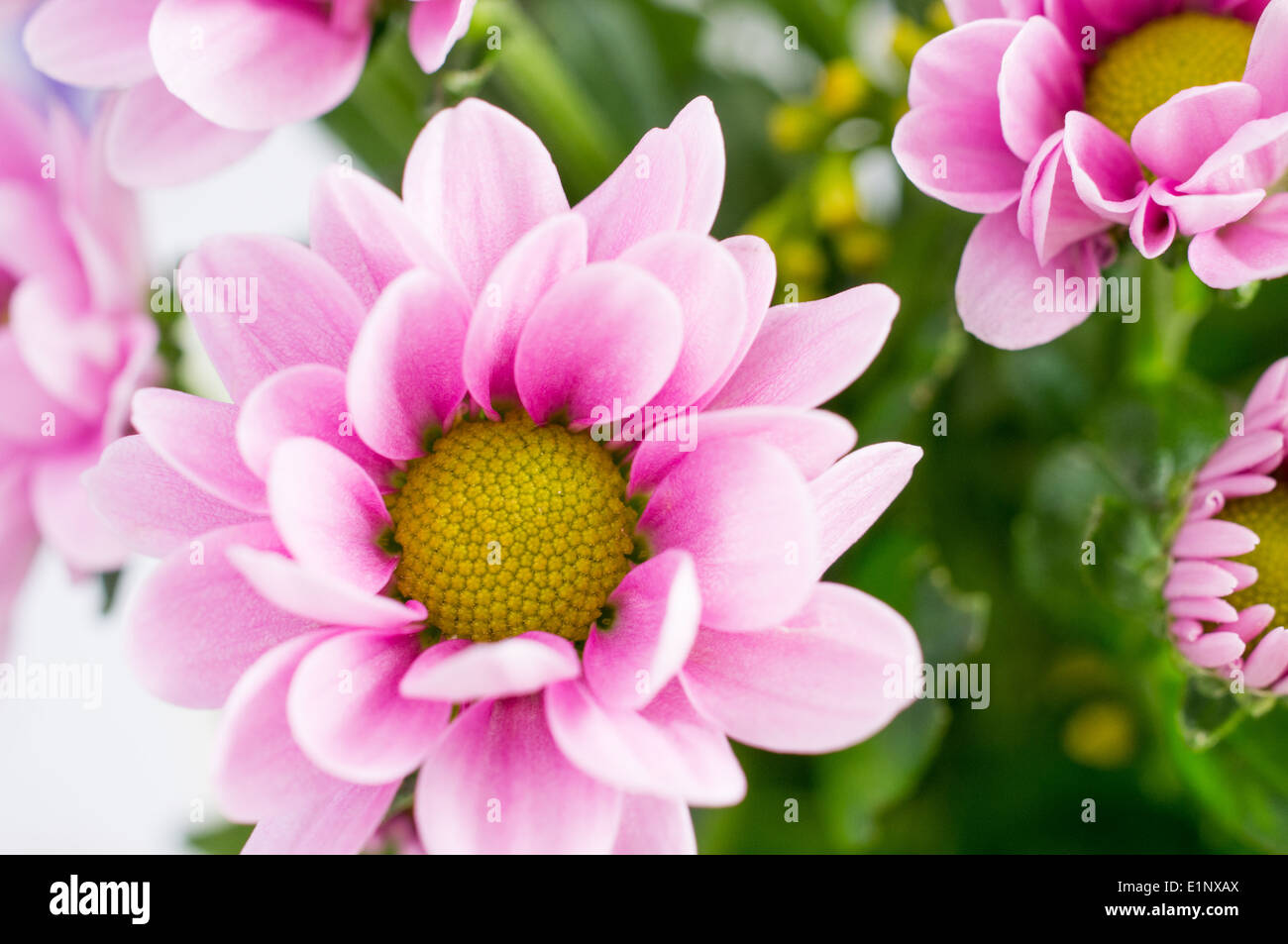 Beautiful spring flowers for postcard, greetings or background Stock ...