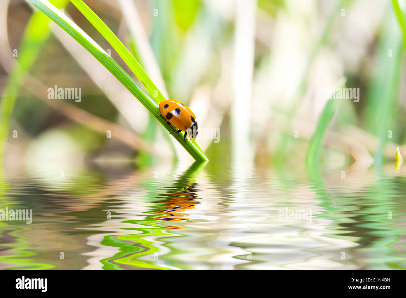 Ladybug on a leaflet over water Stock Photo - Alamy
