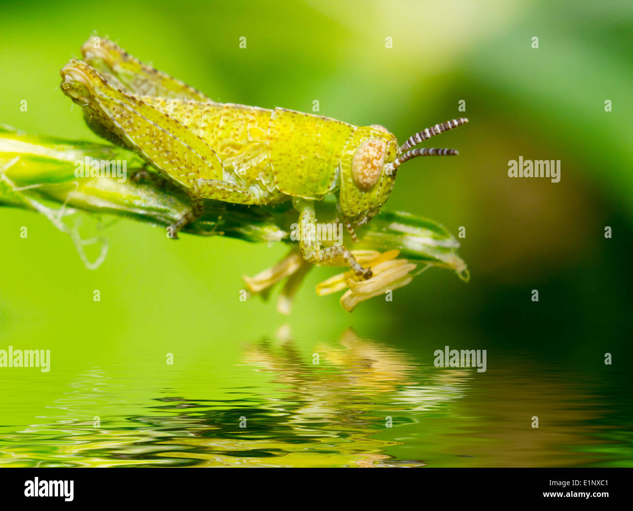 The small grasshopper sits on a branch Stock Photo - Alamy