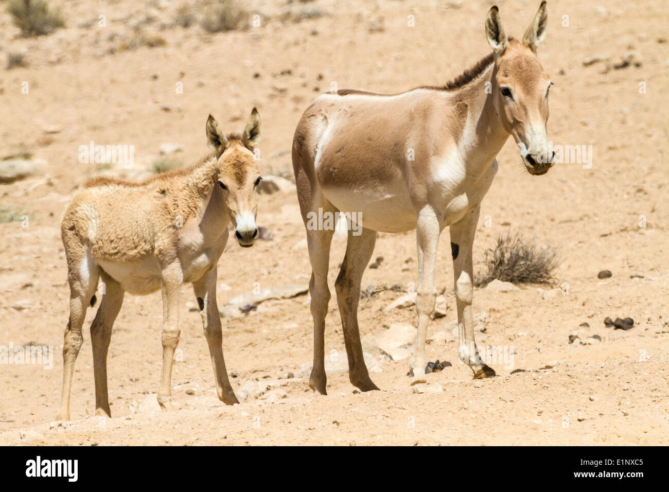 female and young Onager (Equus hemionus Stock Photo - Alamy