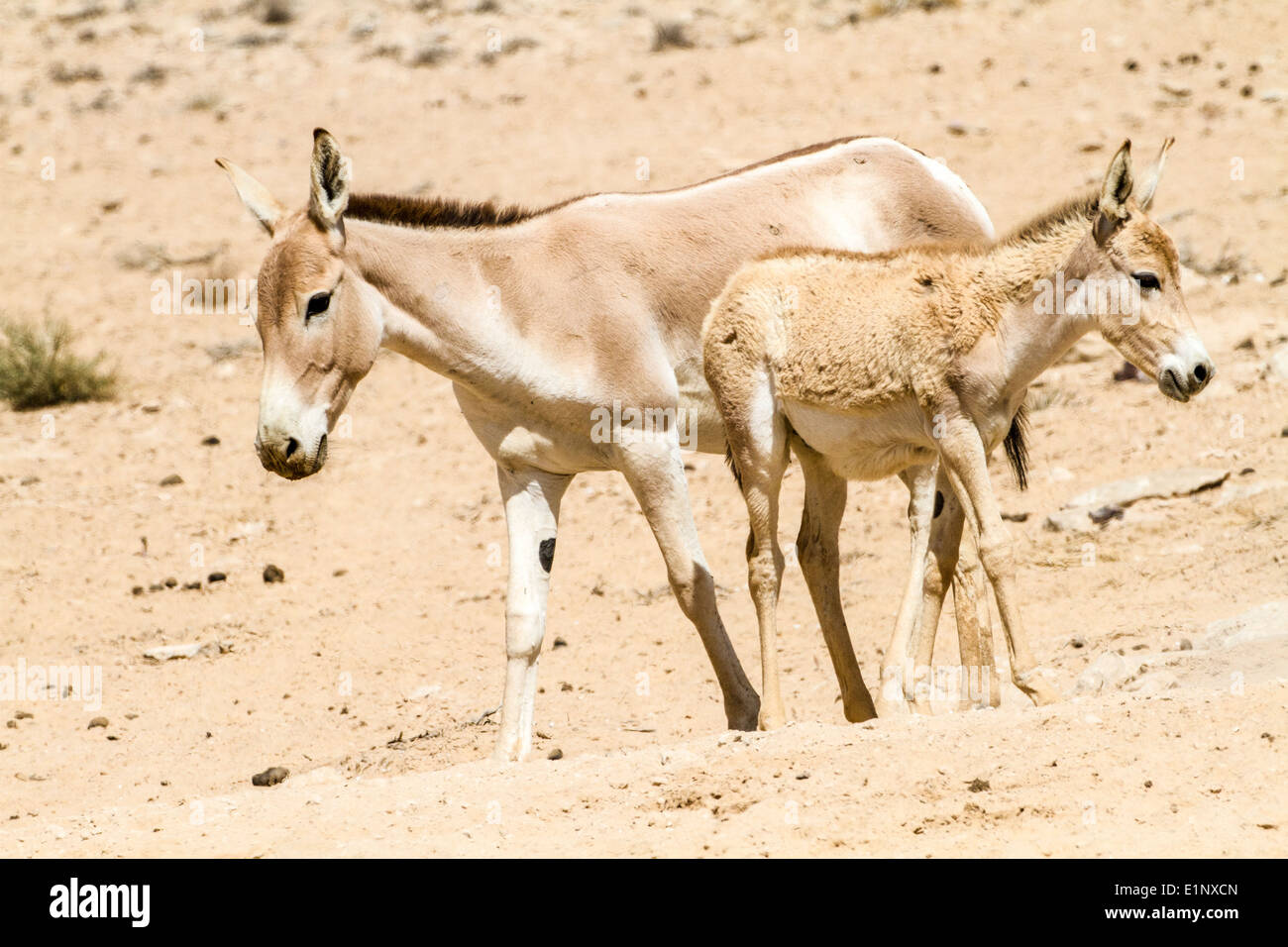 female and young Onager (Equus hemionus Stock Photo - Alamy