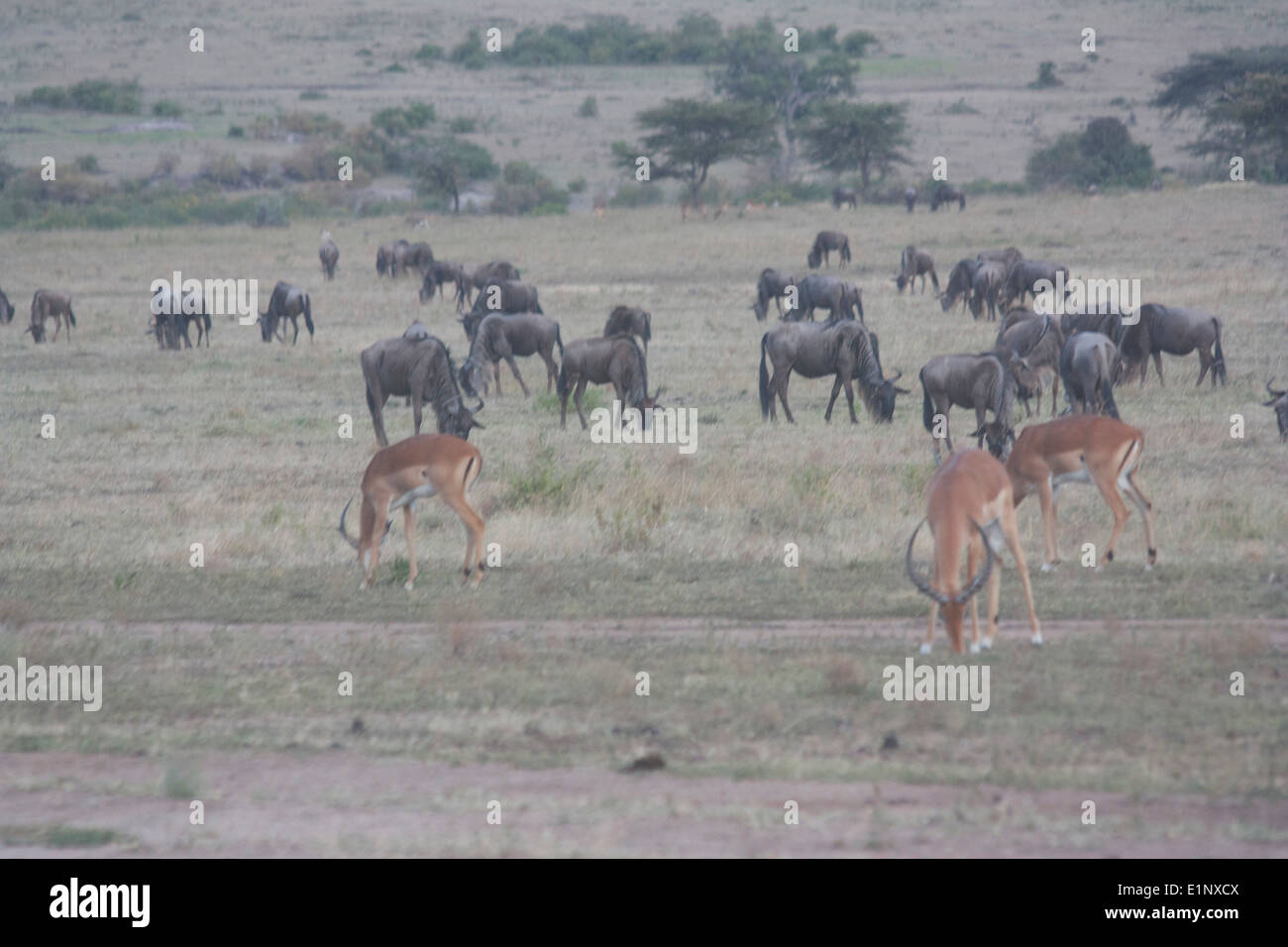 Savana in Kenya Africa wild life animals Stock Photo - Alamy