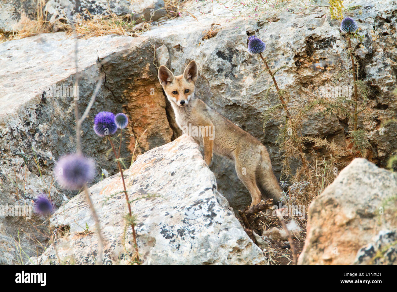 Red Fox (Vulpes vulpes). The Red Fox is the largest of the true foxes ...