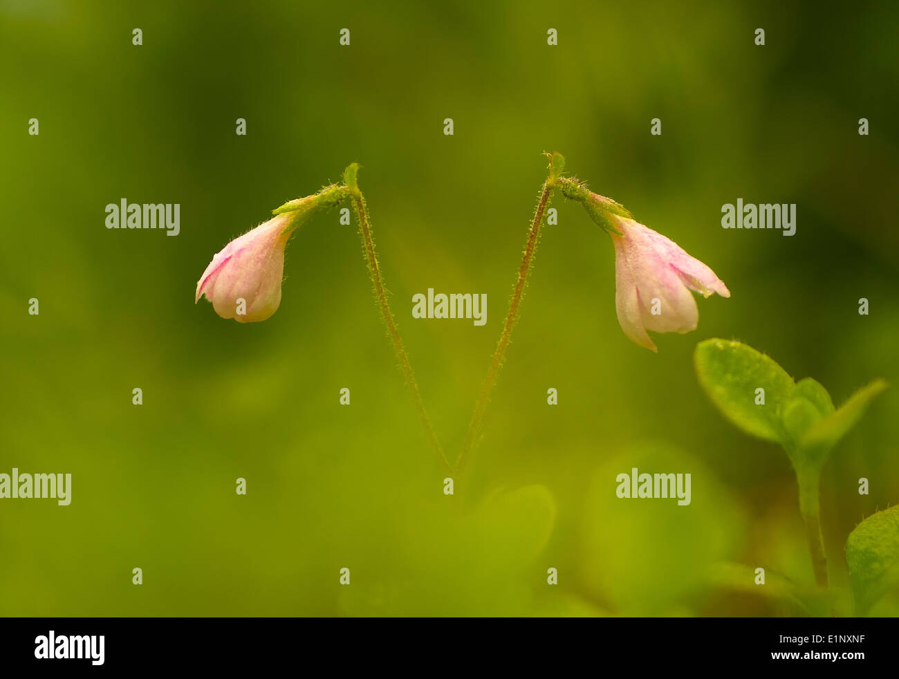 Twinflower (Linnaea borealis), Scotland Stock Photo - Alamy