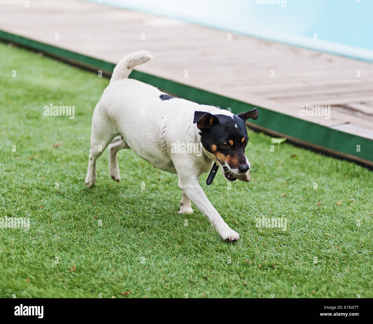 Jack Russell Terrier dog on nature background. Closeup Stock Photo - Alamy