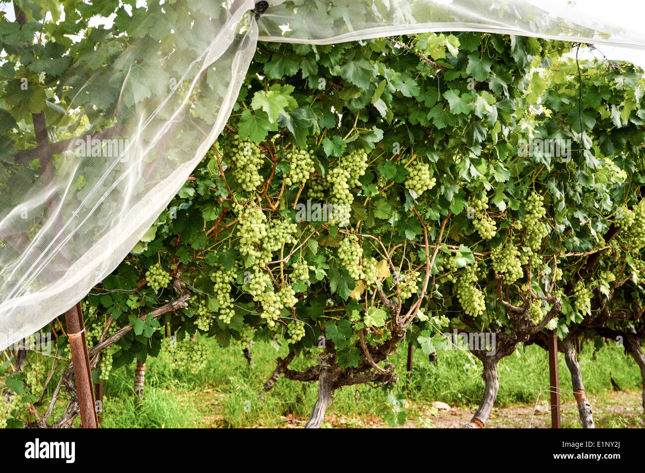 Grapes on vines. Photographed in Israel in May Stock Photo - Alamy