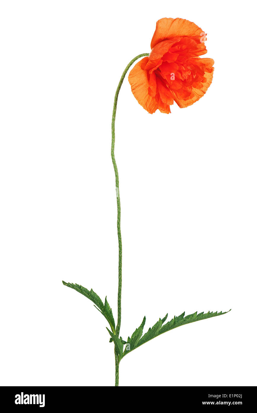 Single poppy flower isolated on white background. Closeup Stock Photo ...