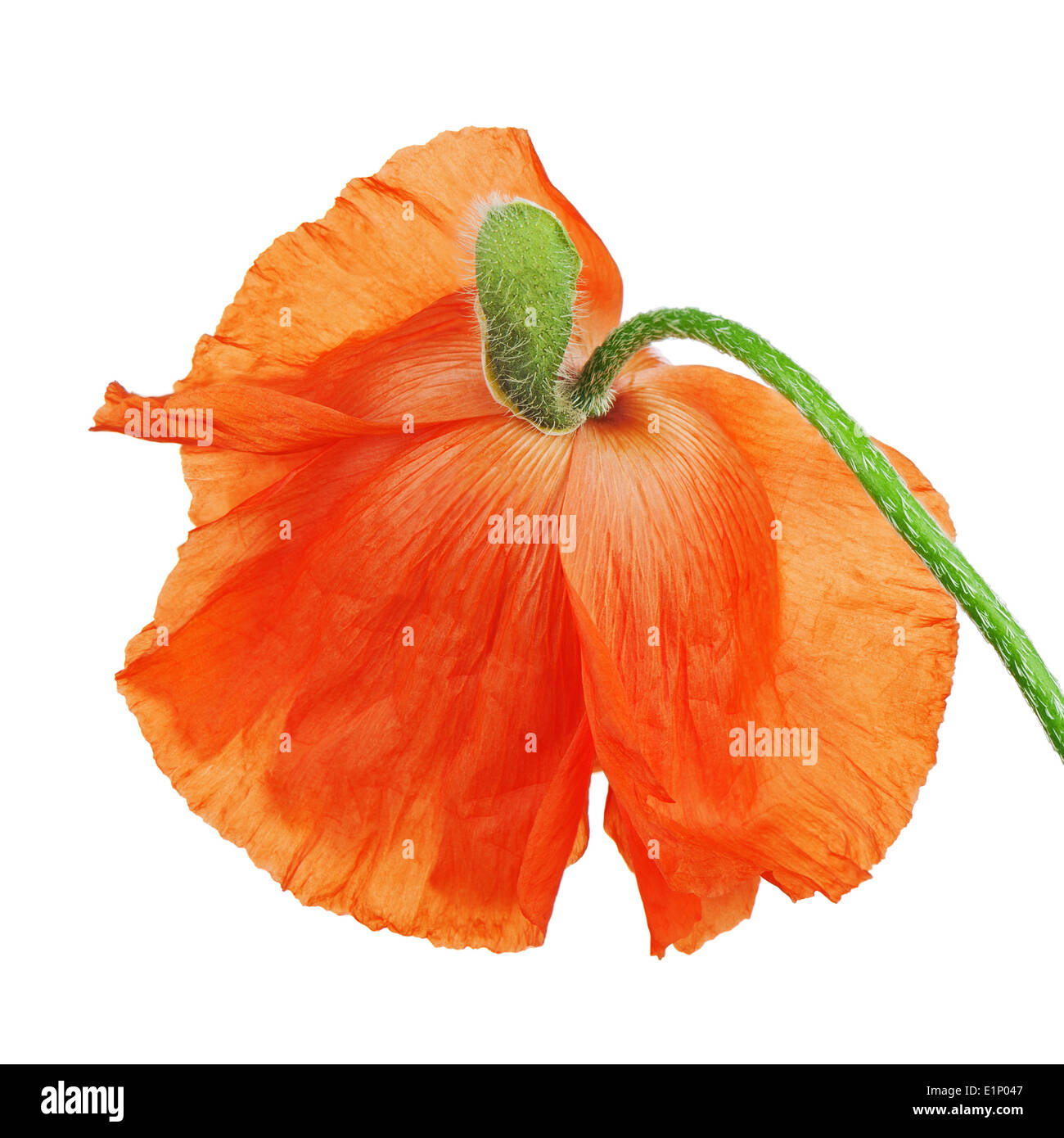 Single poppy flower isolated on white background. Closeup Stock Photo ...
