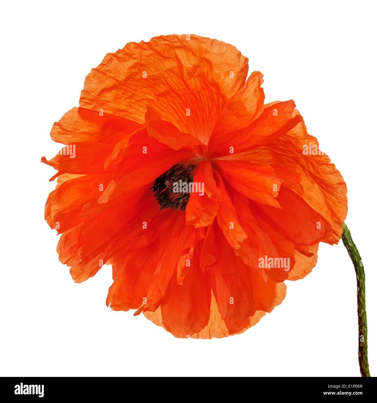 Single poppy flower isolated on white background. Closeup Stock Photo ...