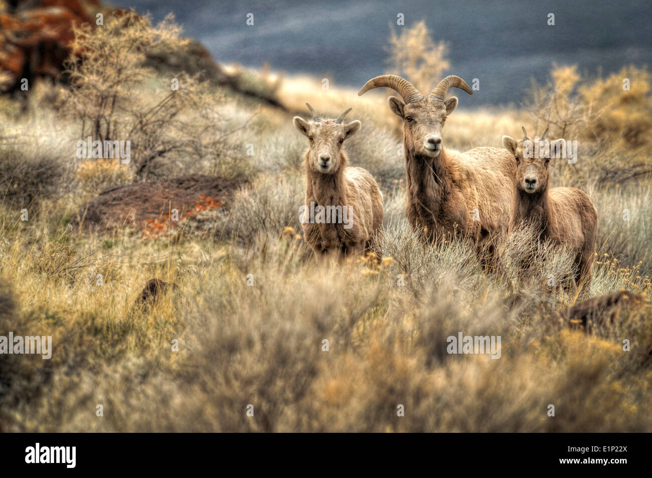 Bighorn sheep climb the mountainside along the Abert Rim March 28, 2013 ...