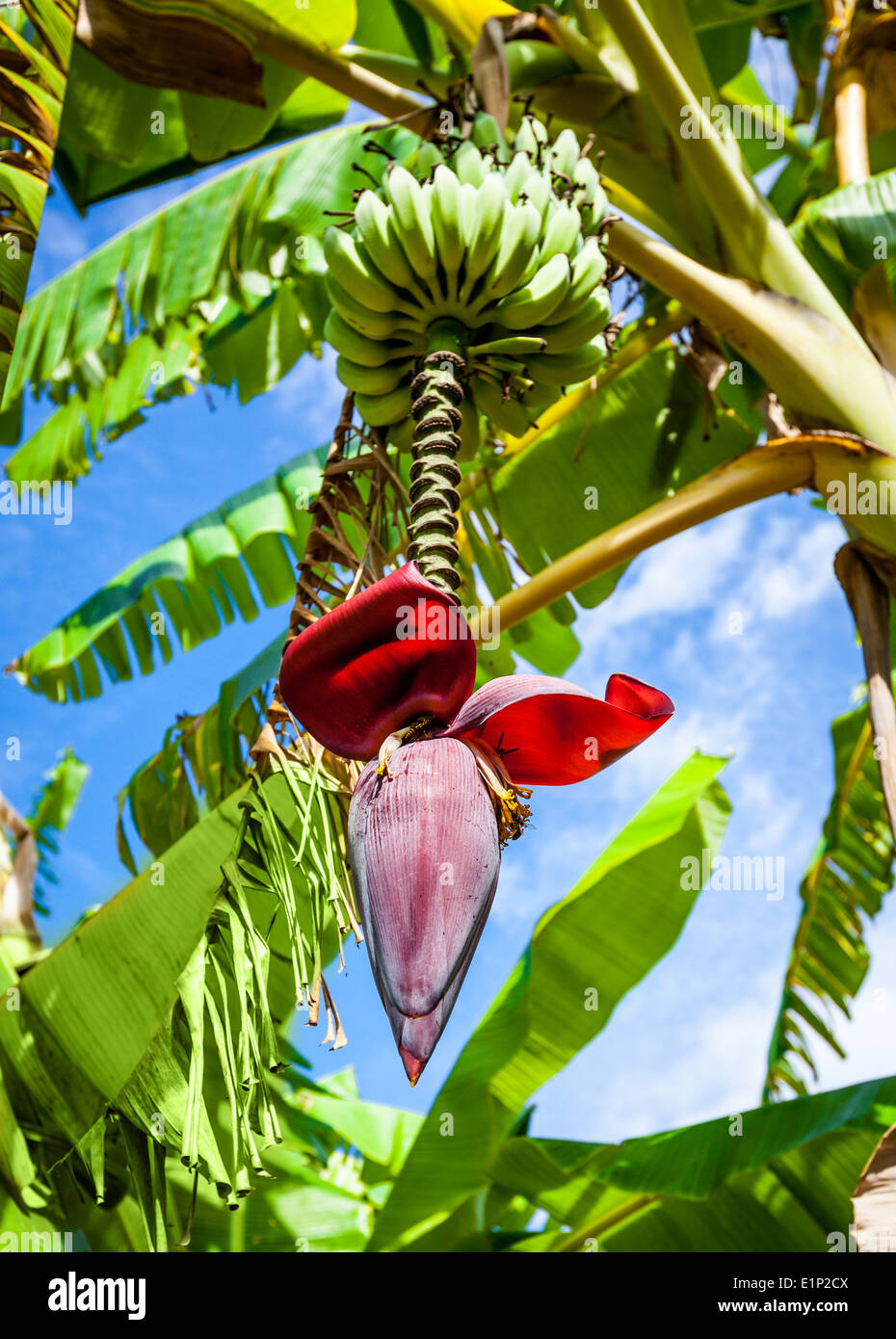 Banana Flower High Resolution Stock Photography and Images - Alamy