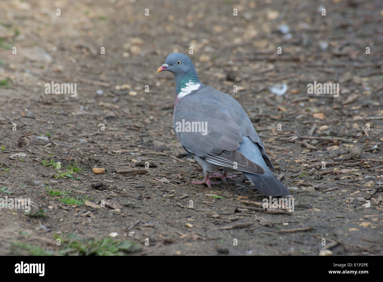 Foraging pigeon hi-res stock photography and images - Alamy