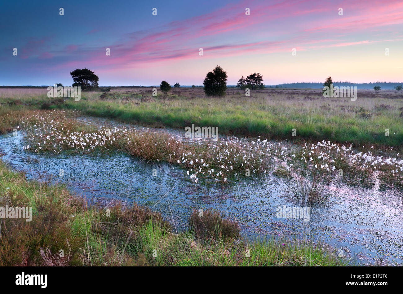 sunrise over swamp with cotton grass, Friesland, Netherlands Stock ...