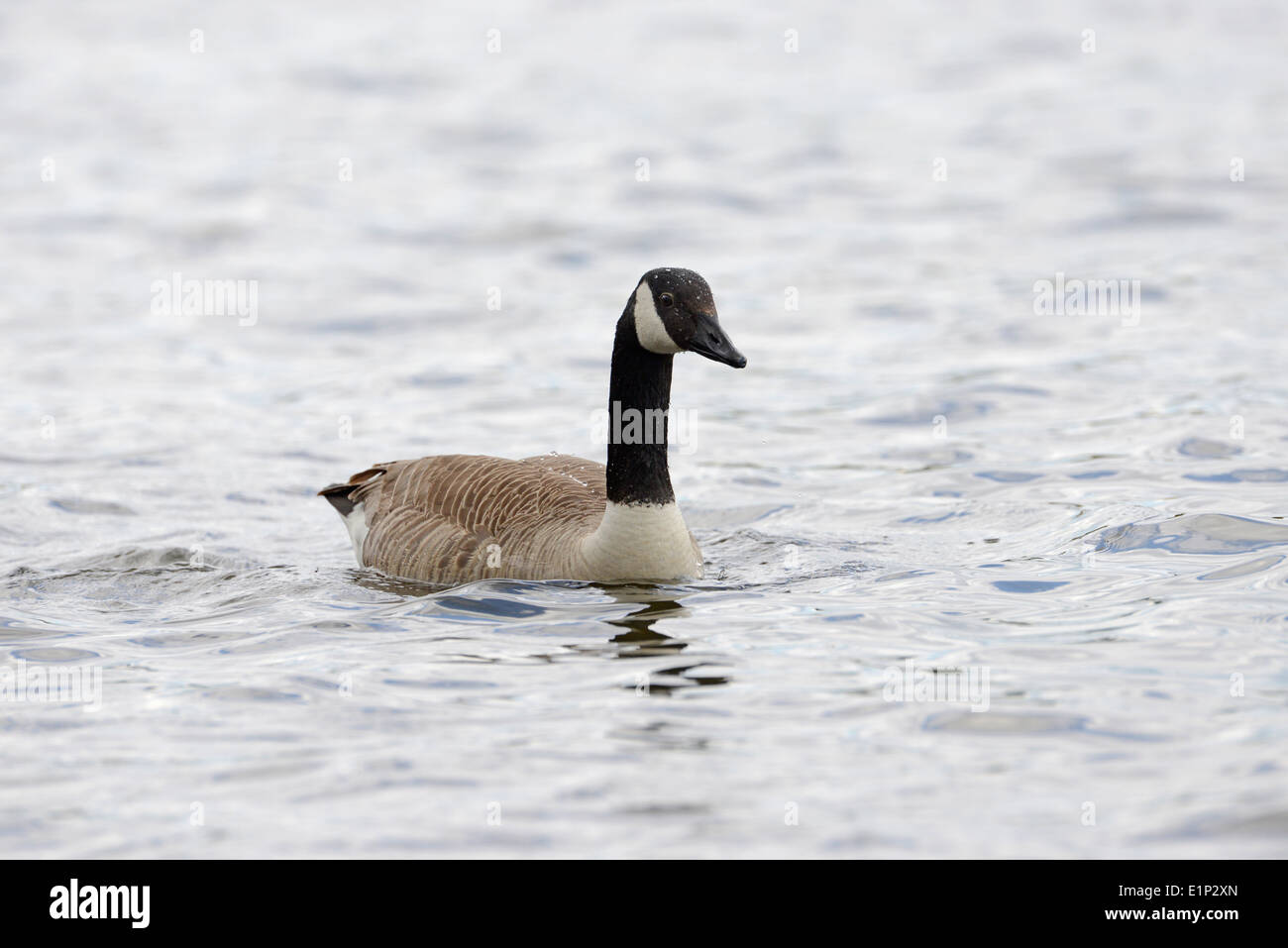 Canada goose swimming canadensis hi-res stock photography and images ...