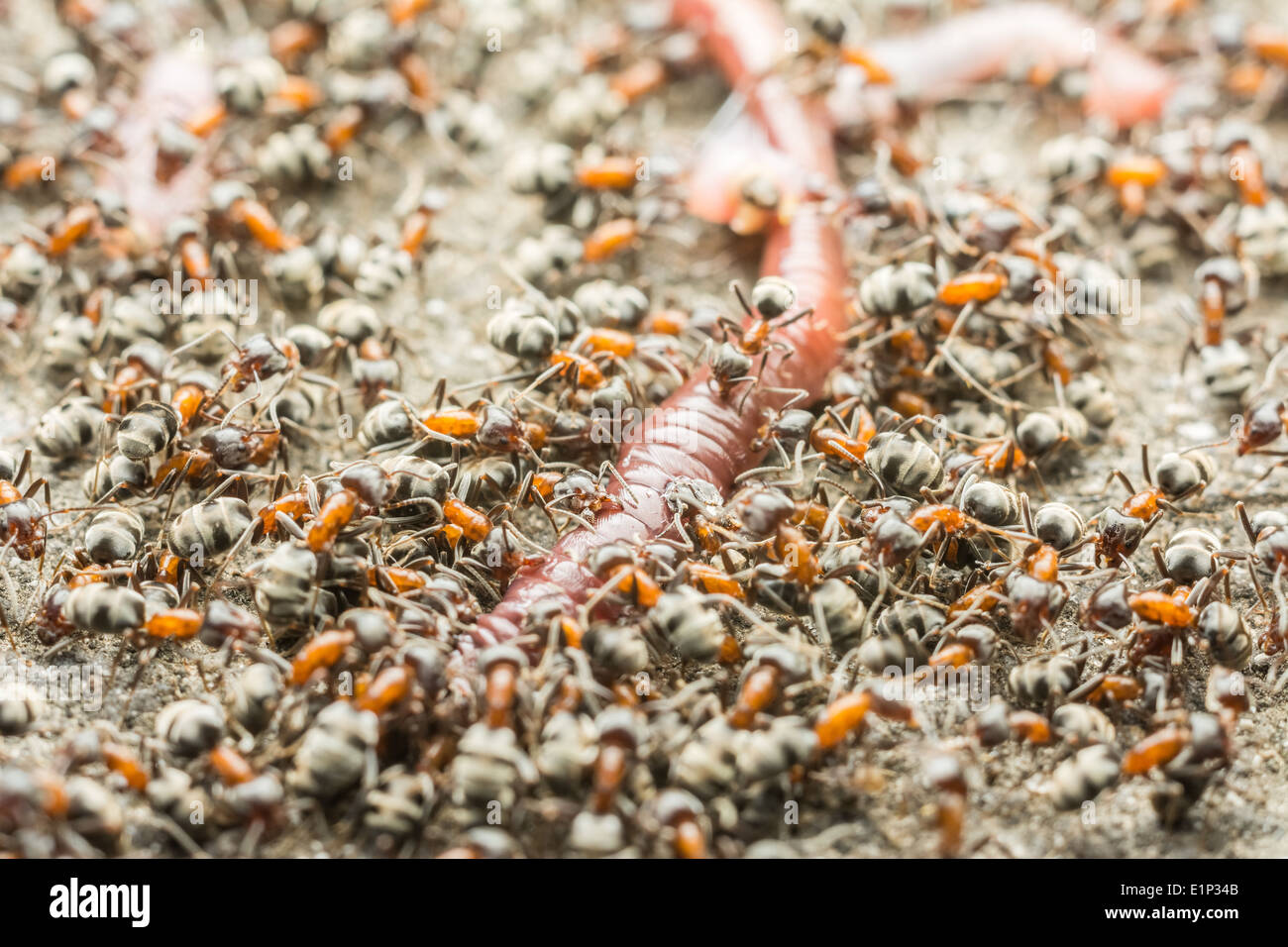 Eating earthworm hi-res stock photography and images - Alamy