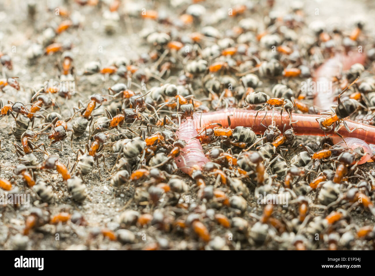 Eating earthworm hi-res stock photography and images - Alamy
