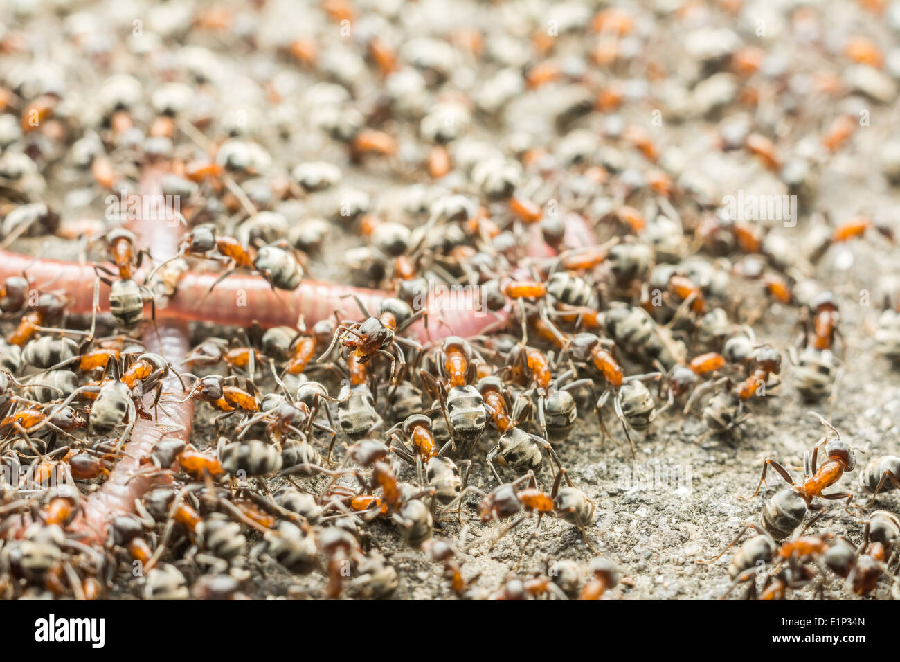 Swarm Of Ants Eating Earthworm Macro Close Up Stock Photo - Alamy