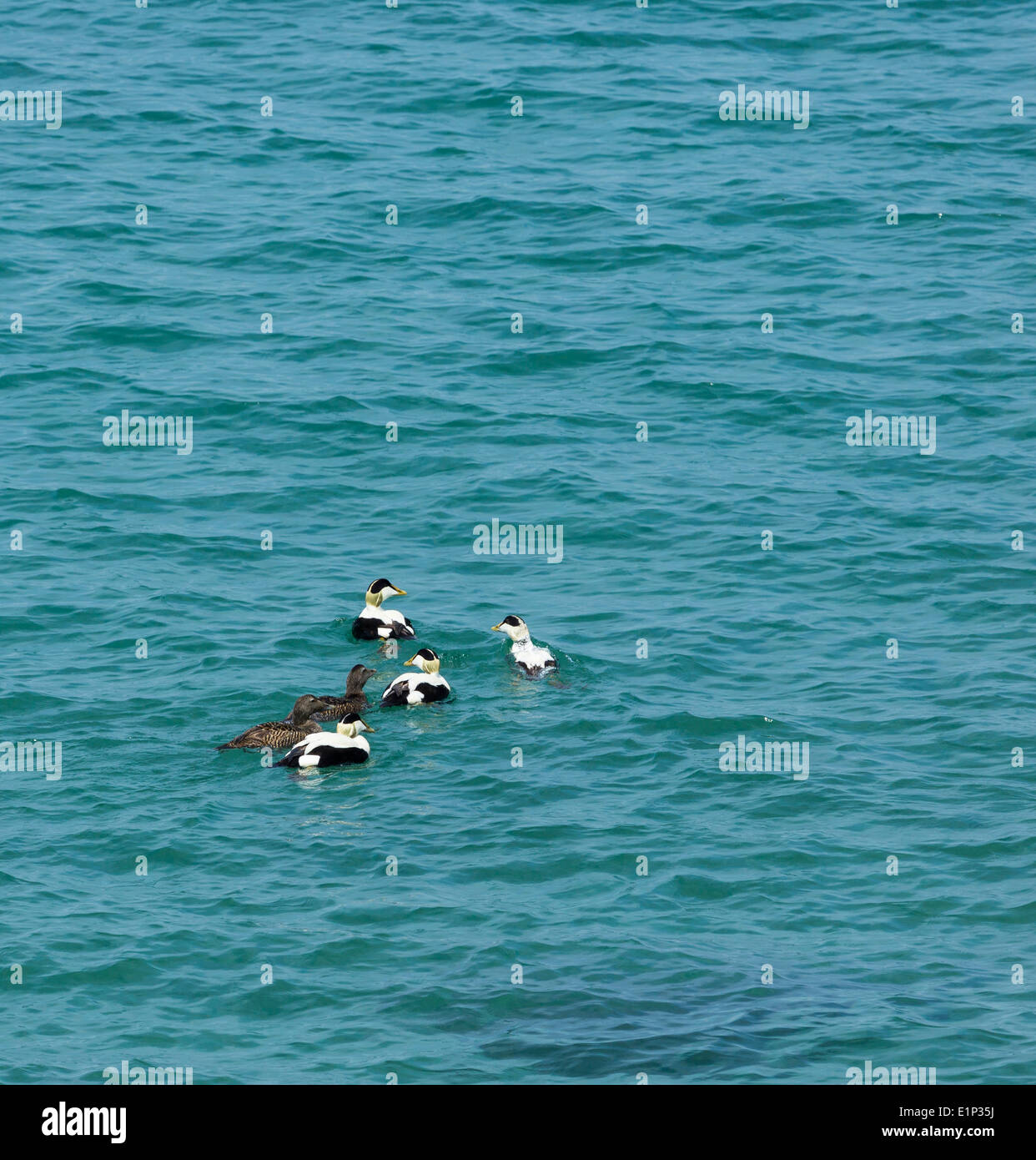 A Group of Eider Ducks Ballycastle County Antrim Northern Ireland Stock ...