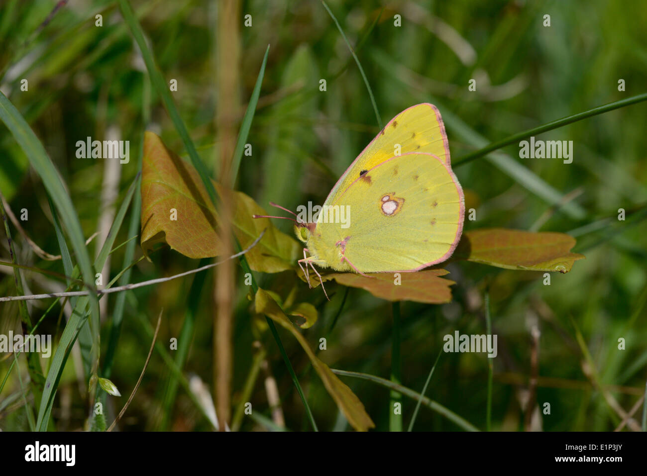 Clouded yellow (Colias croceus) butterfly Stock Photo - Alamy