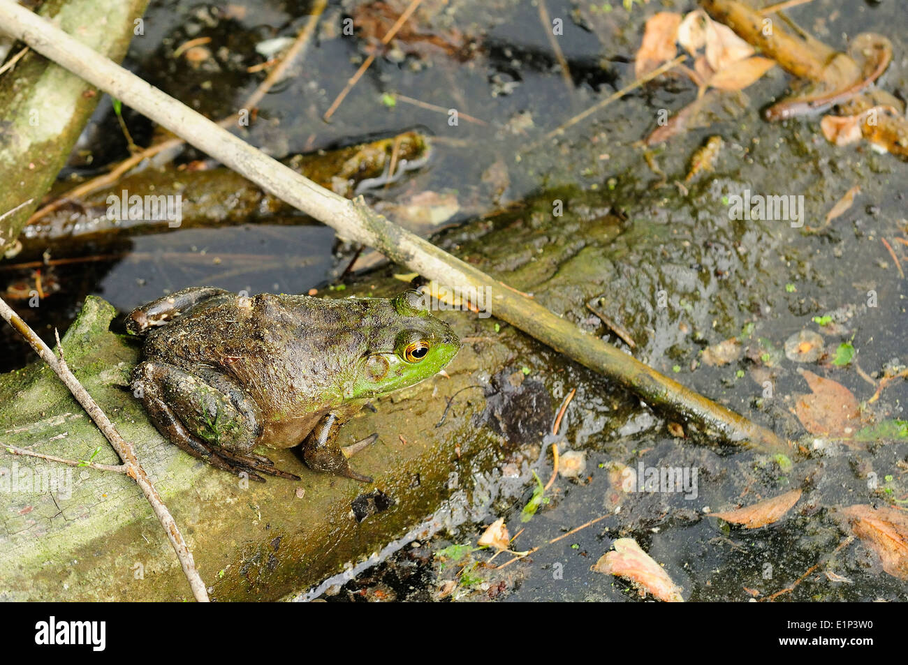 Bull Frog sitting on marshland log Stock Photo - Alamy