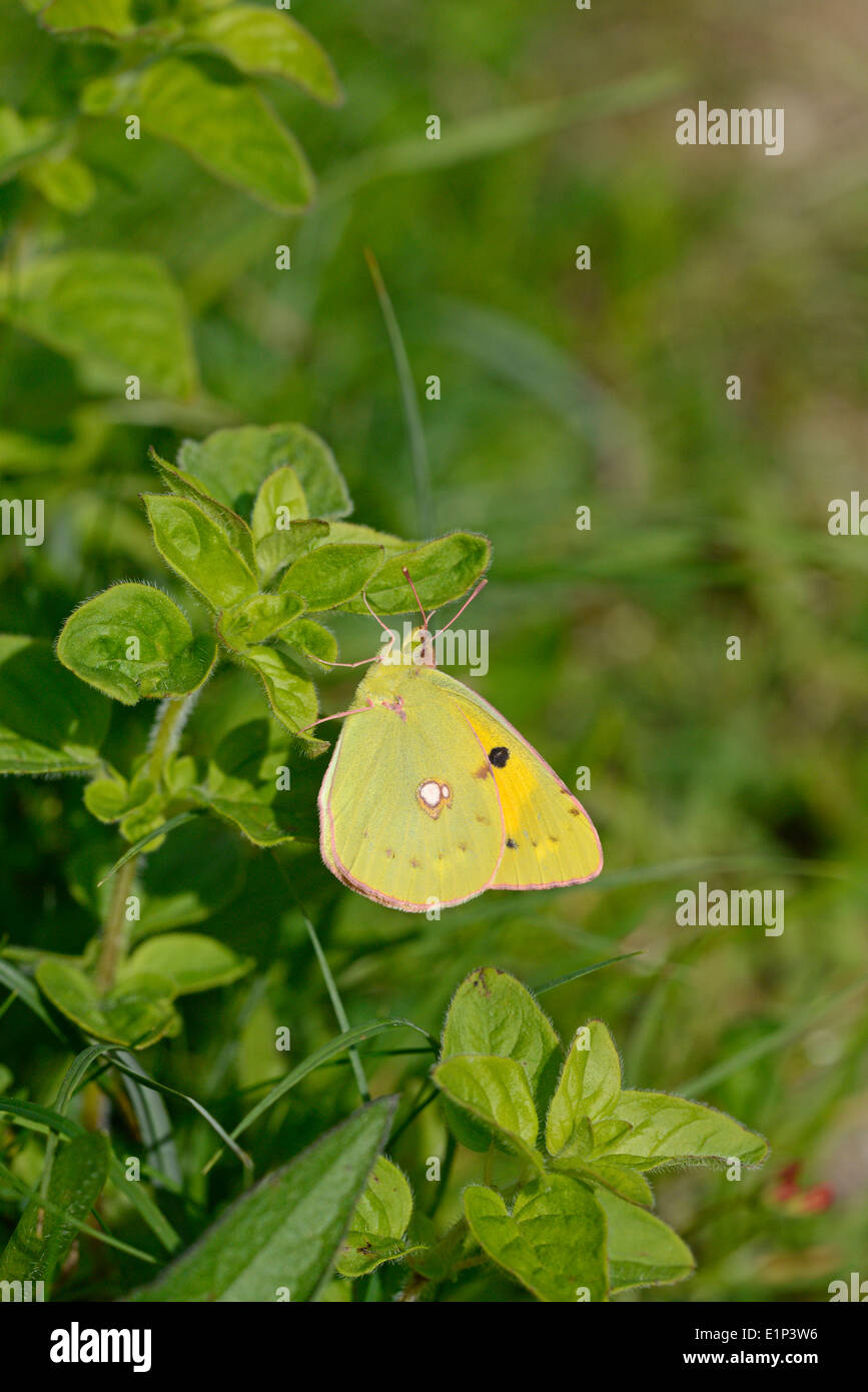 Clouded yellow (Colias croceus) butterfly Stock Photo - Alamy
