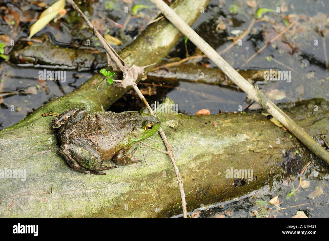 Bull Frog sitting on marshland log Stock Photo - Alamy