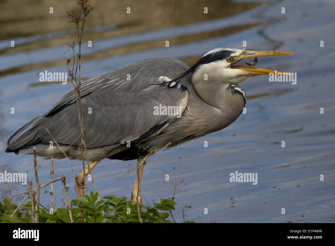 Stickleback fish hi-res stock photography and images - Alamy