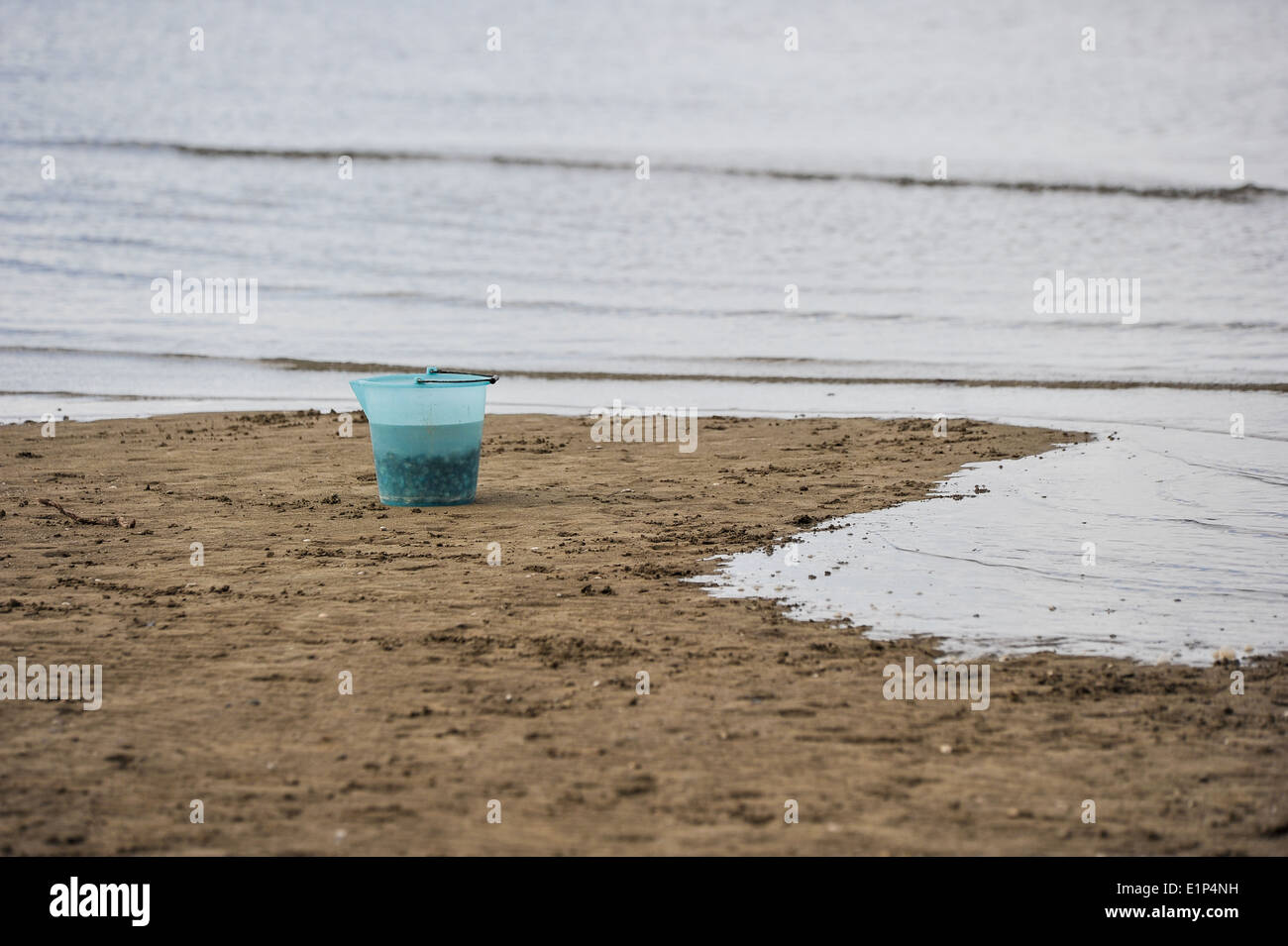 Blue basket filled with clams and other shell fish left on the beach in ...
