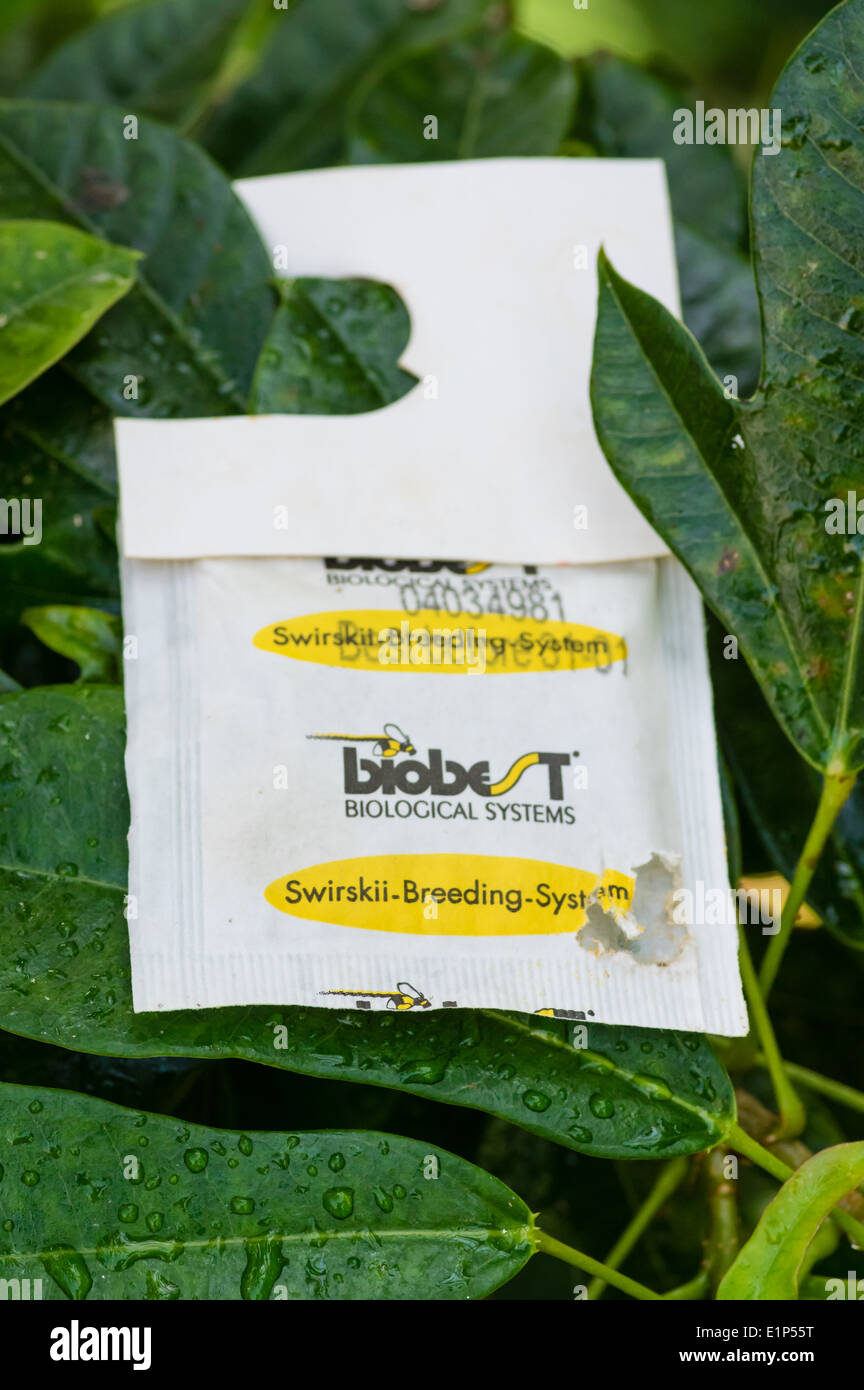 Predator insects hi-res stock photography and images - Alamy