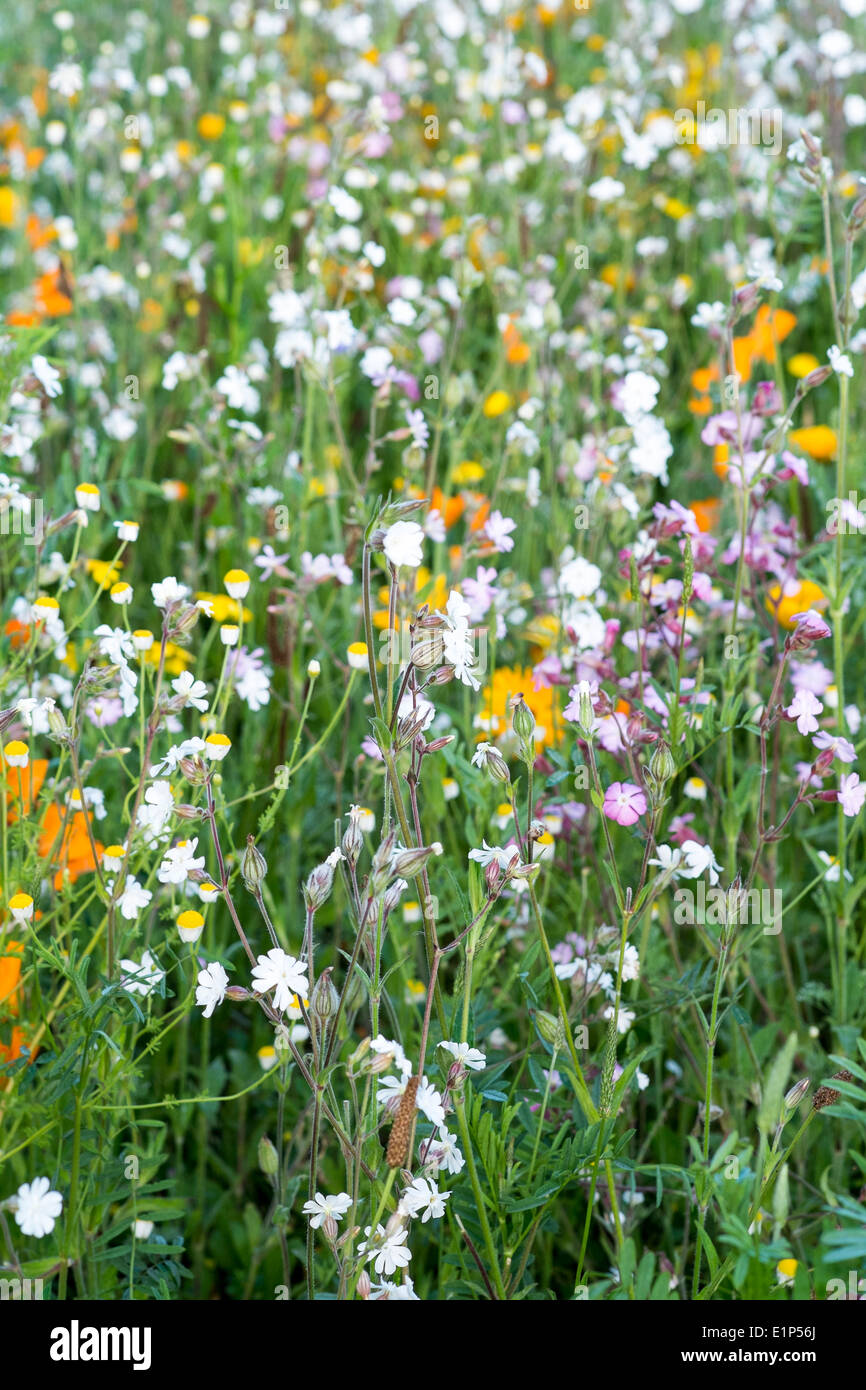 Wildflower wildlife insect conservation area UK Stock Photo - Alamy