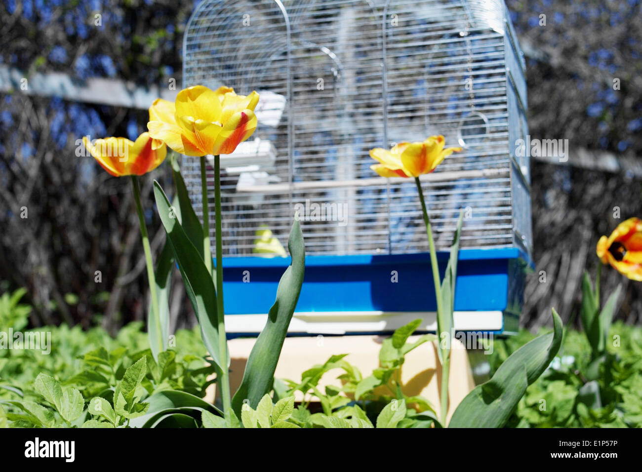 Group of tulips and a parrot cage Stock Photo - Alamy