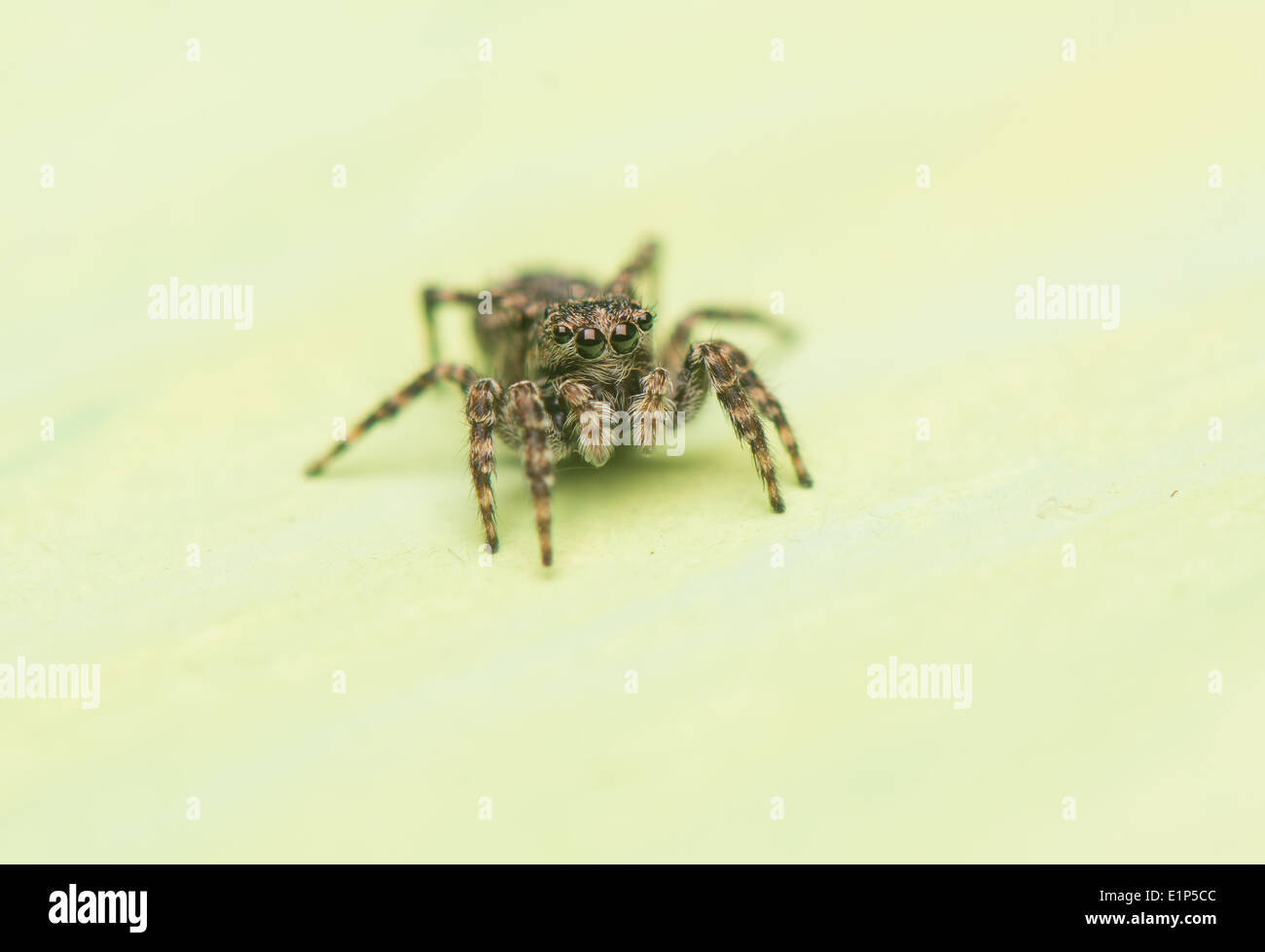 Jumping spider - Sitticus pubescens Stock Photo - Alamy