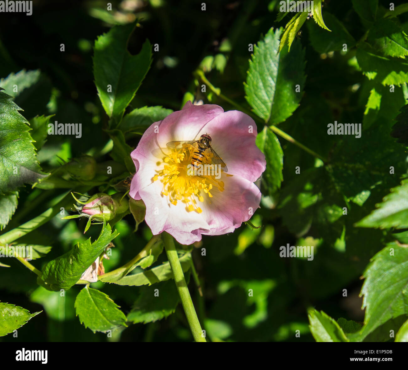 Rose fly hi-res stock photography and images - Alamy